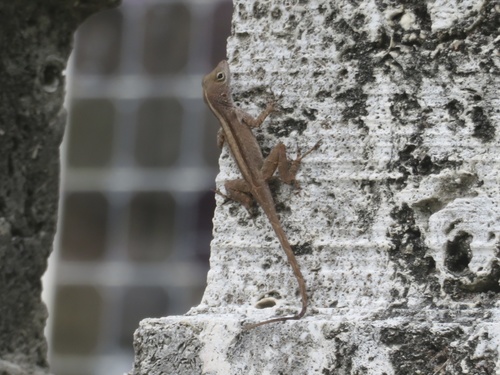 Anole Classification Object Detection Dataset by LizardClassification