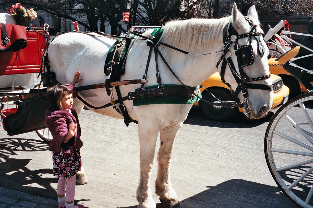 horse Object Detection Dataset by Class Experiment 2
