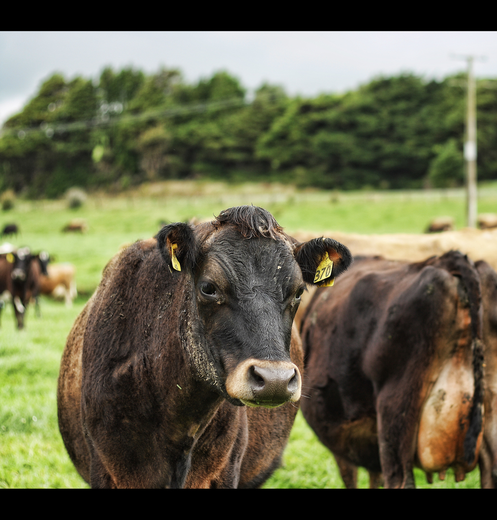 cattle Object Detection Dataset by Class Experiment 2