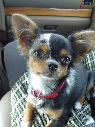 We Write Code - Roboflow Universe