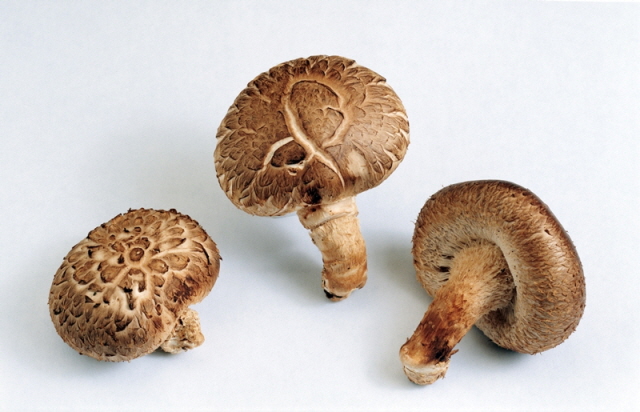 Mushroom Object Detection Dataset By Kumoh National Institute Of Technology