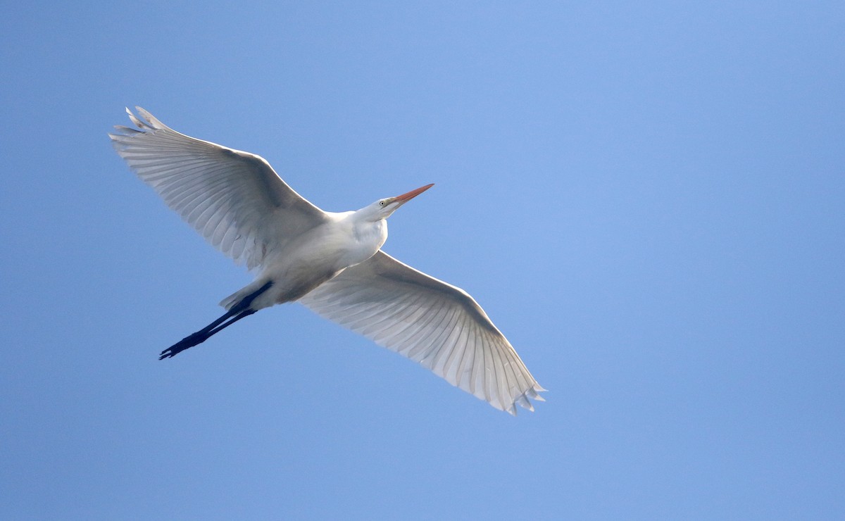 Bird seg Object Detection Dataset by Proyectomanzanas