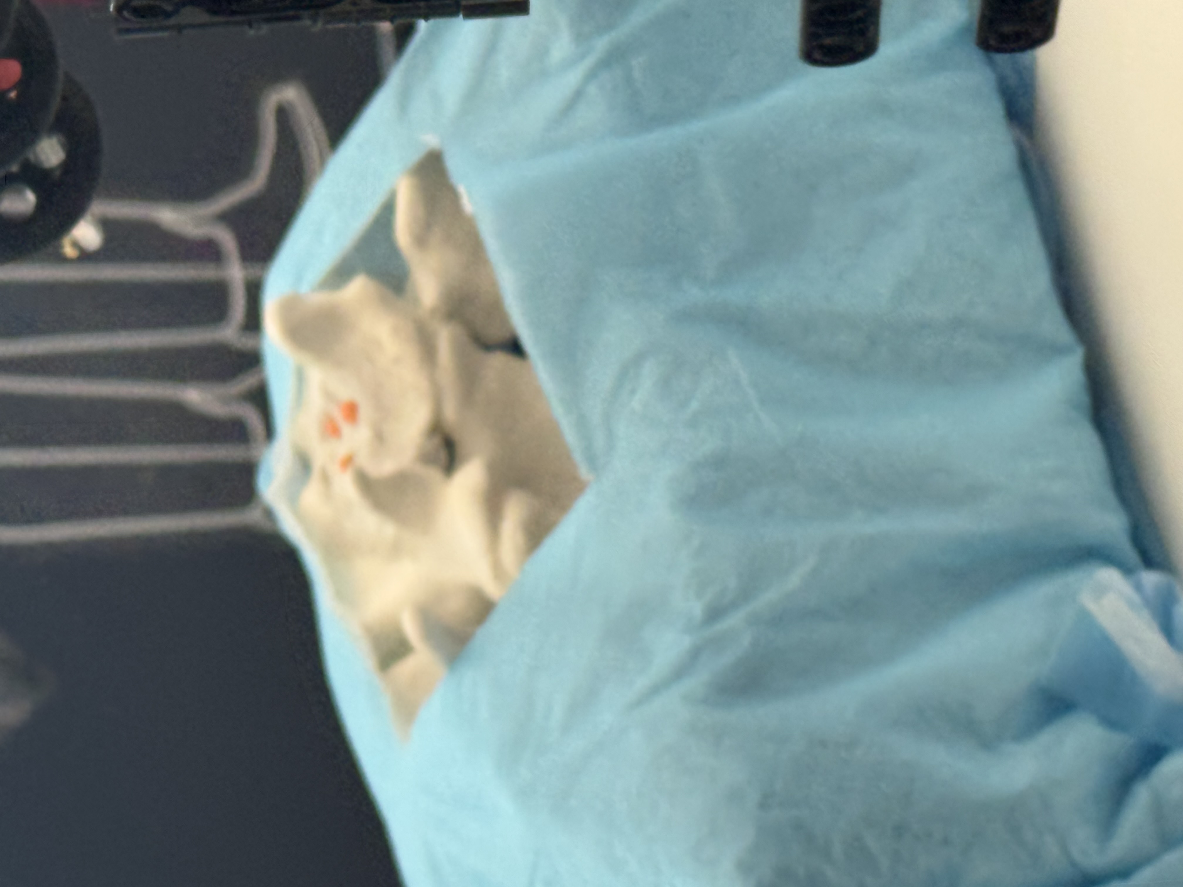 Custom Workflow Instance Segmentation Instance Segmentation Dataset and Pre-Trained Model by tumor