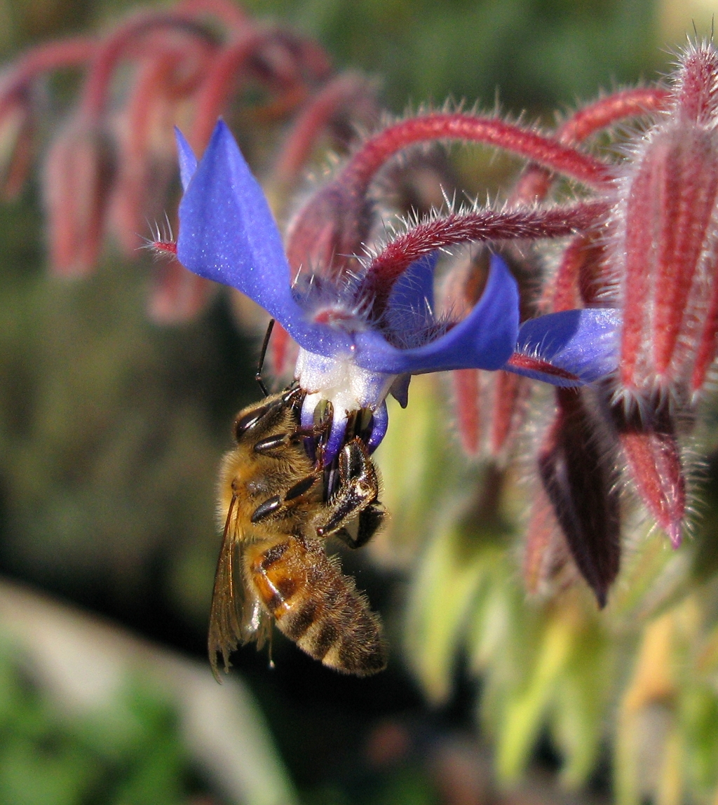 Bees Object Detection Dataset By My First Object Detecting Project