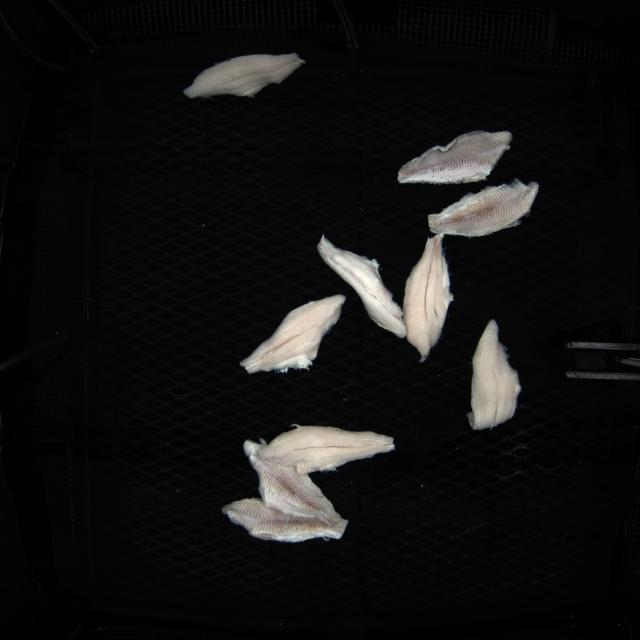 catfish_underwater_instance_combine_B Instance Segmentation Dataset by catfish