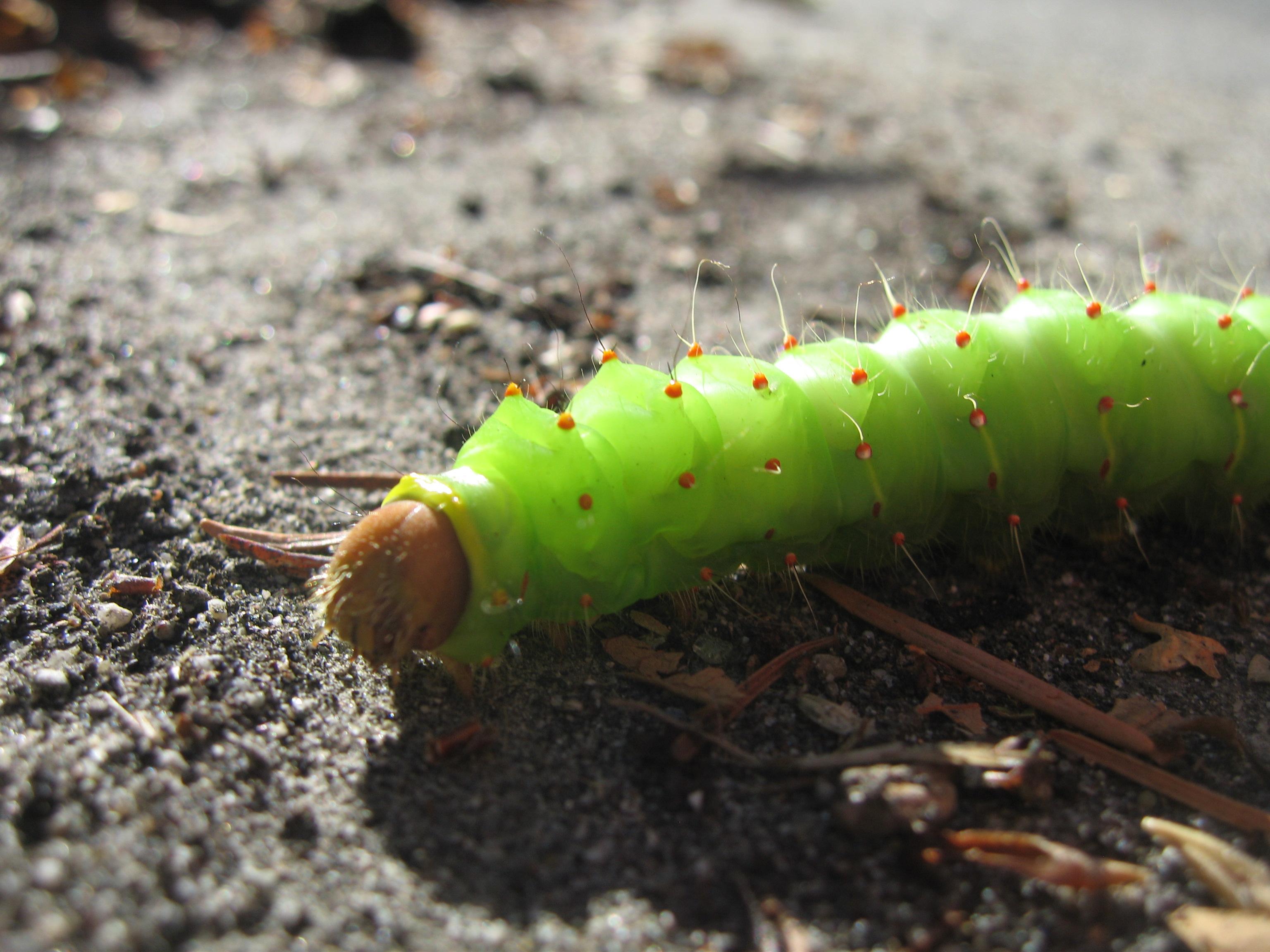 Caterpillar Object Detection Dataset By Practicas
