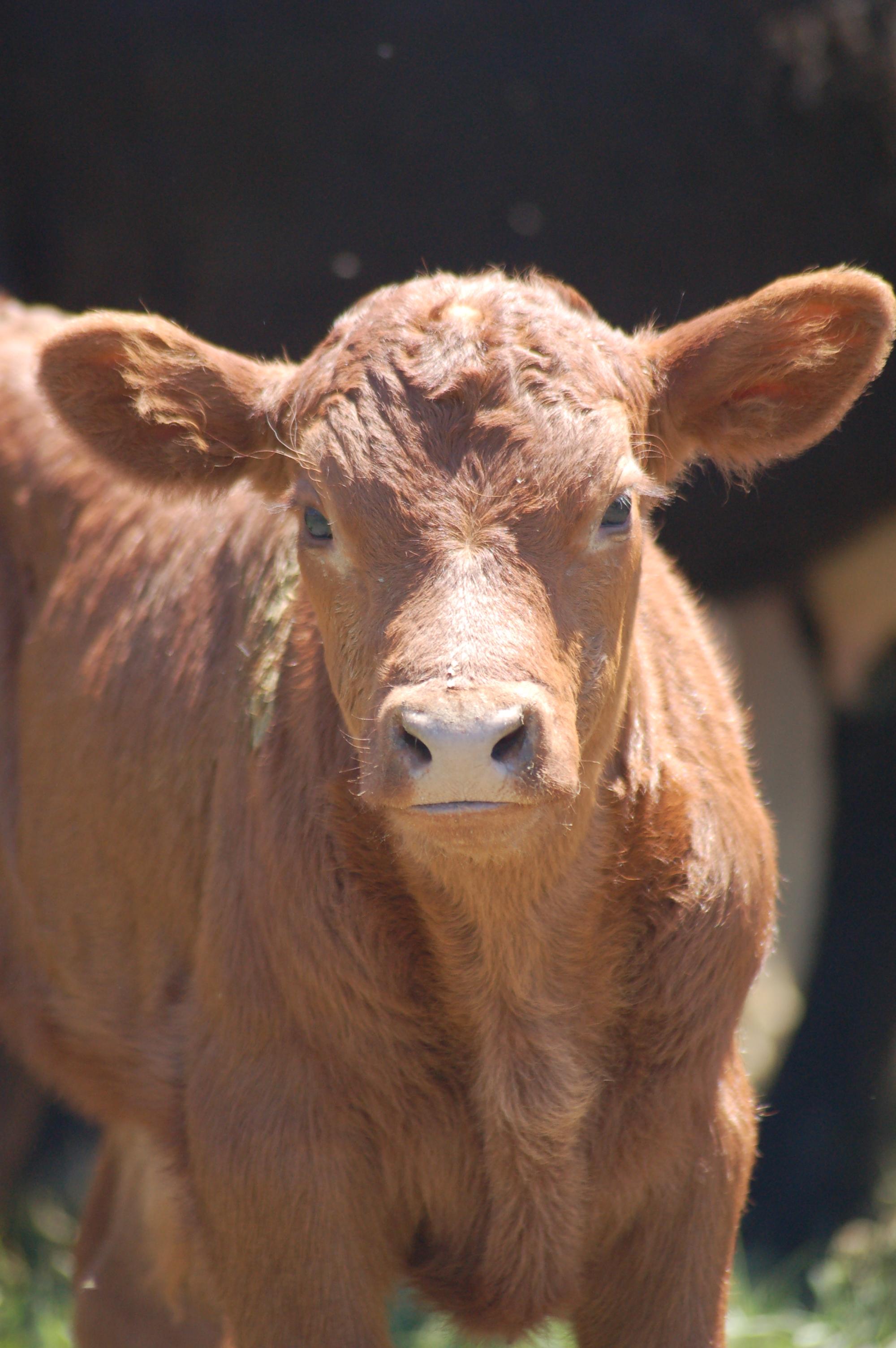 Cattle Object Detection Dataset By Practicas