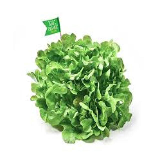 lettuce Object Detection Model by models