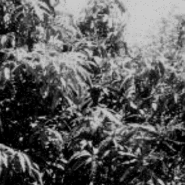 Tree Detection Object Detection Model By Affaq Ahmer