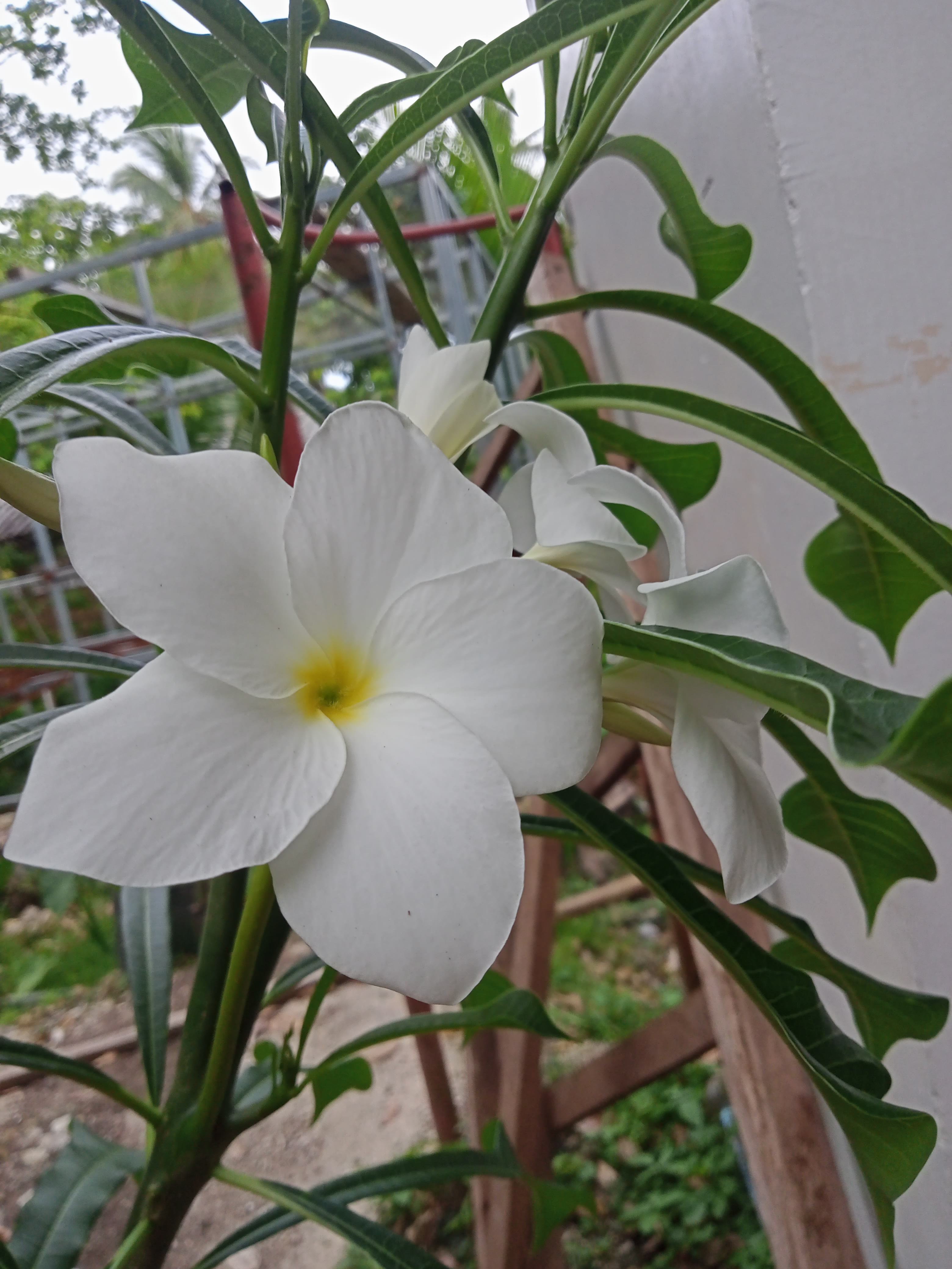 Flower Classification Object Detection Dataset and Pre-Trained Model by ...