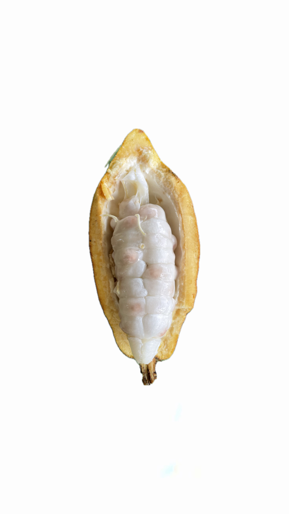 Cacao Defects Detection Object Detection Model by testing my SA