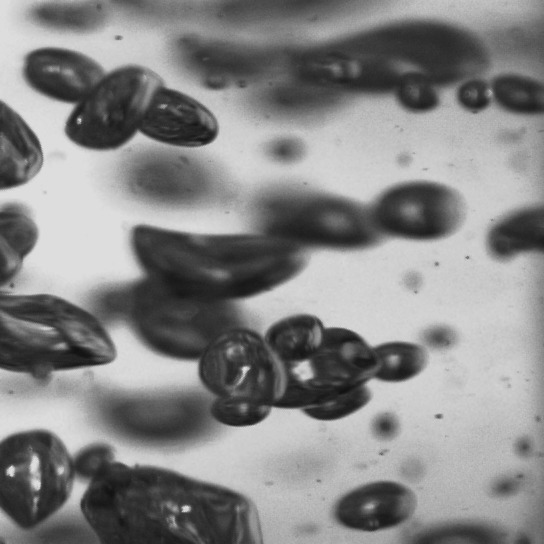 Project 2 Instance Segmentation Dataset and Pre-Trained Model by Indian Institute of Technology ...