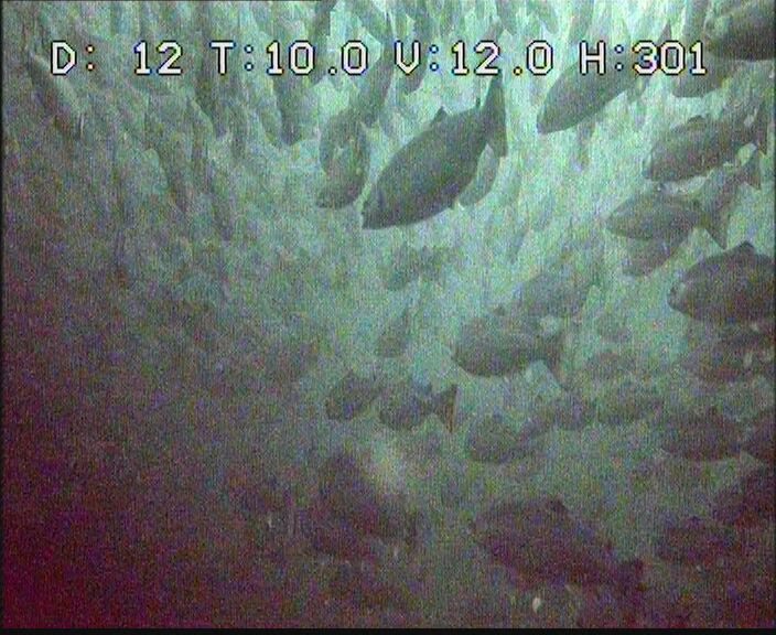 salmon_color Object Detection Dataset and Pre-Trained Model by fish