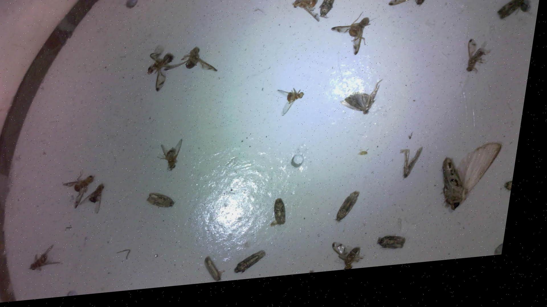 Funnel trap v1 Object Detection Dataset by smart trap TTSF