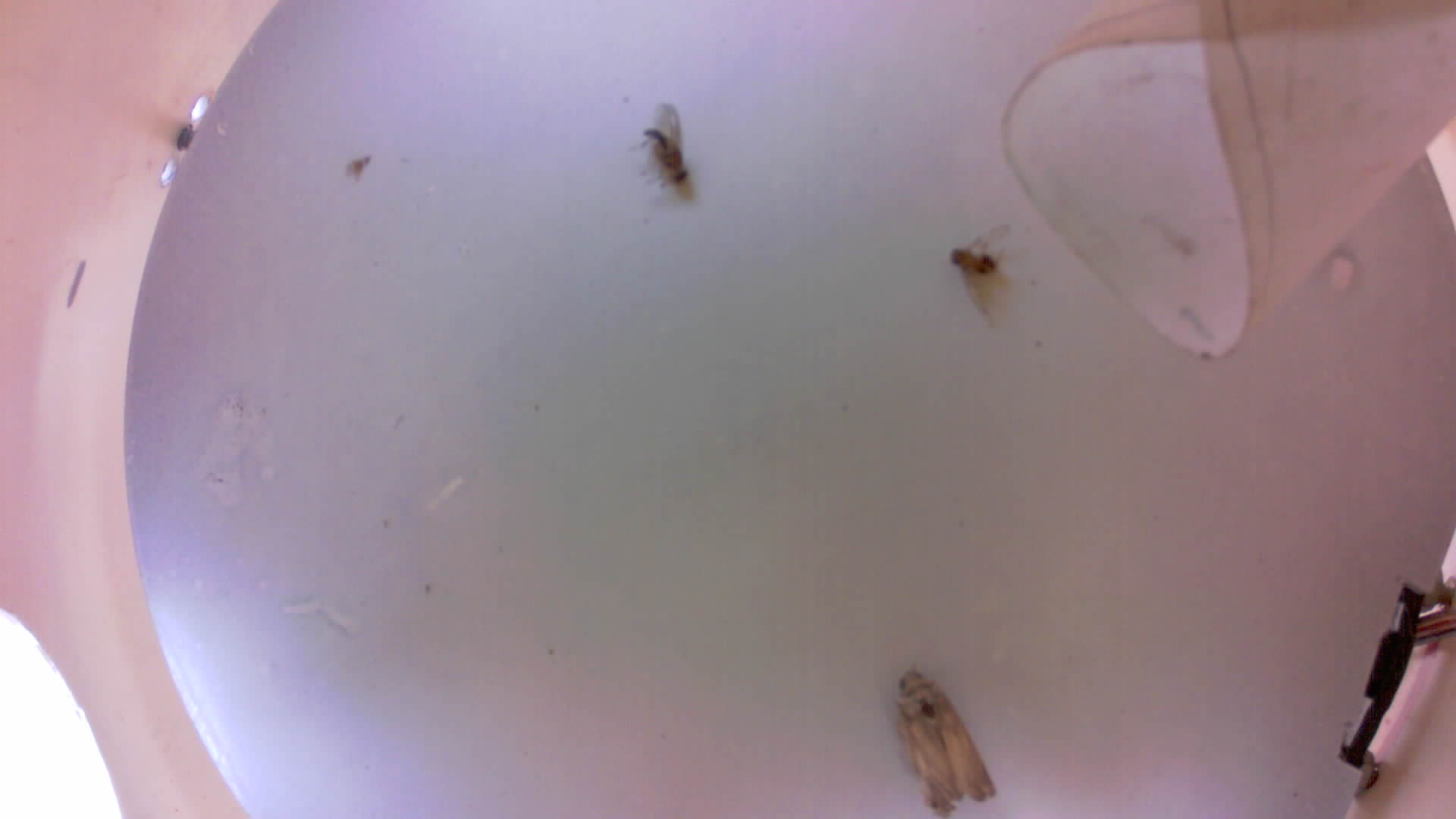 All Five Complete Dataset Object Detection Dataset And Pre Trained Model By Smart Trap Ttsf