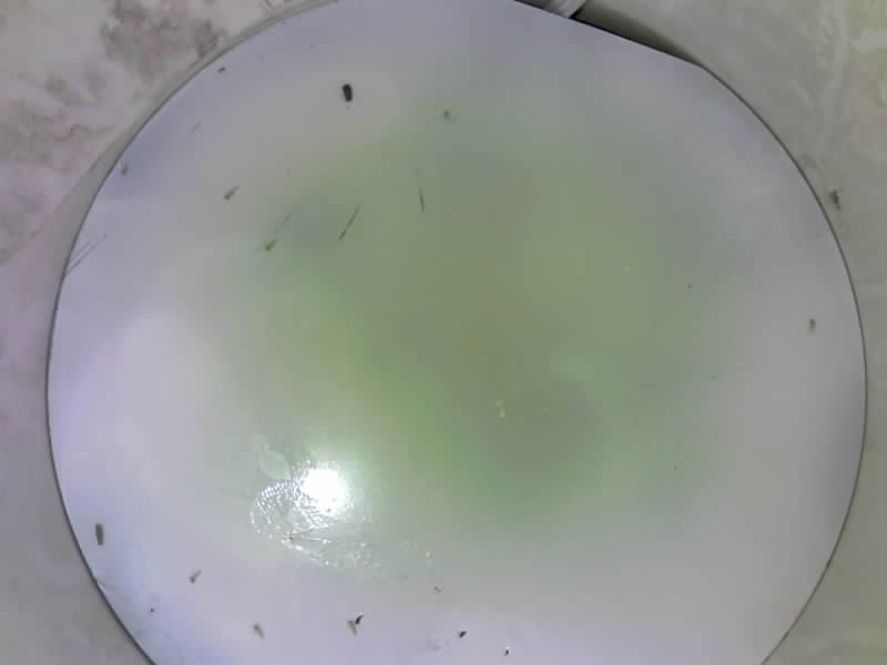 Brown Hopper Object Detection Dataset by smart trap TTSF