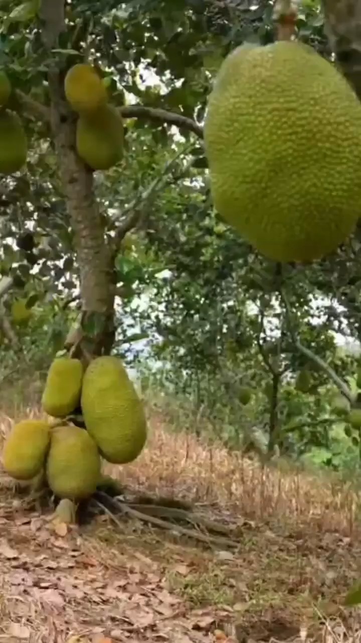 jackfruit Object Detection Dataset and Pre-Trained Model by jackfruit