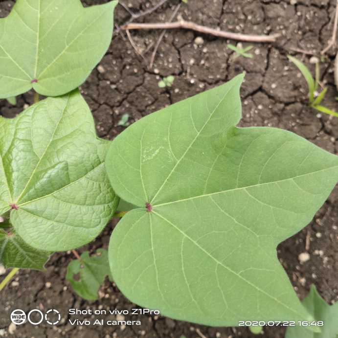 Cotton Crop Health Monitoring Disease Object Detection Dataset V6