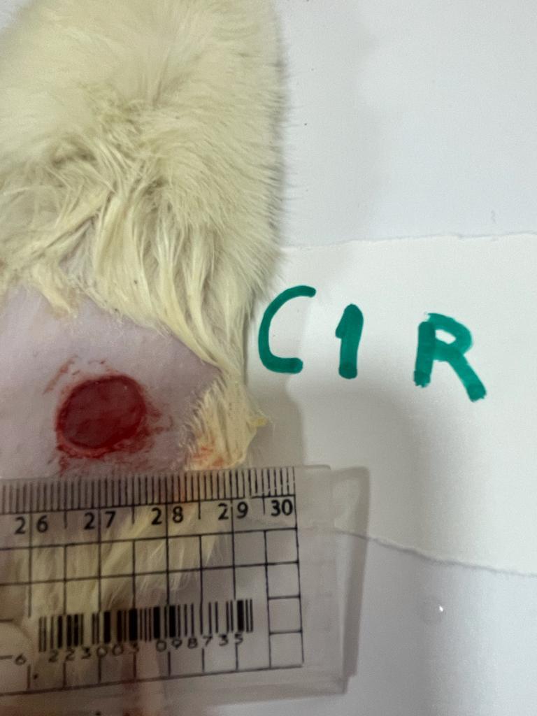 mice wound Object Detection Model by MSA