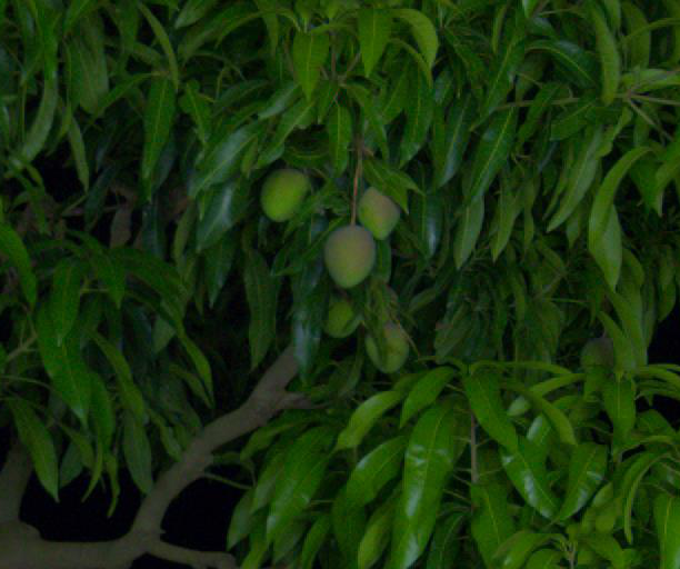 Mango Object Detection Dataset by ptw fdrf