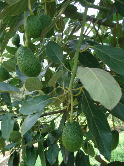 Avocado Object Detection Dataset And Pre Trained Model By Ptw Fdrf