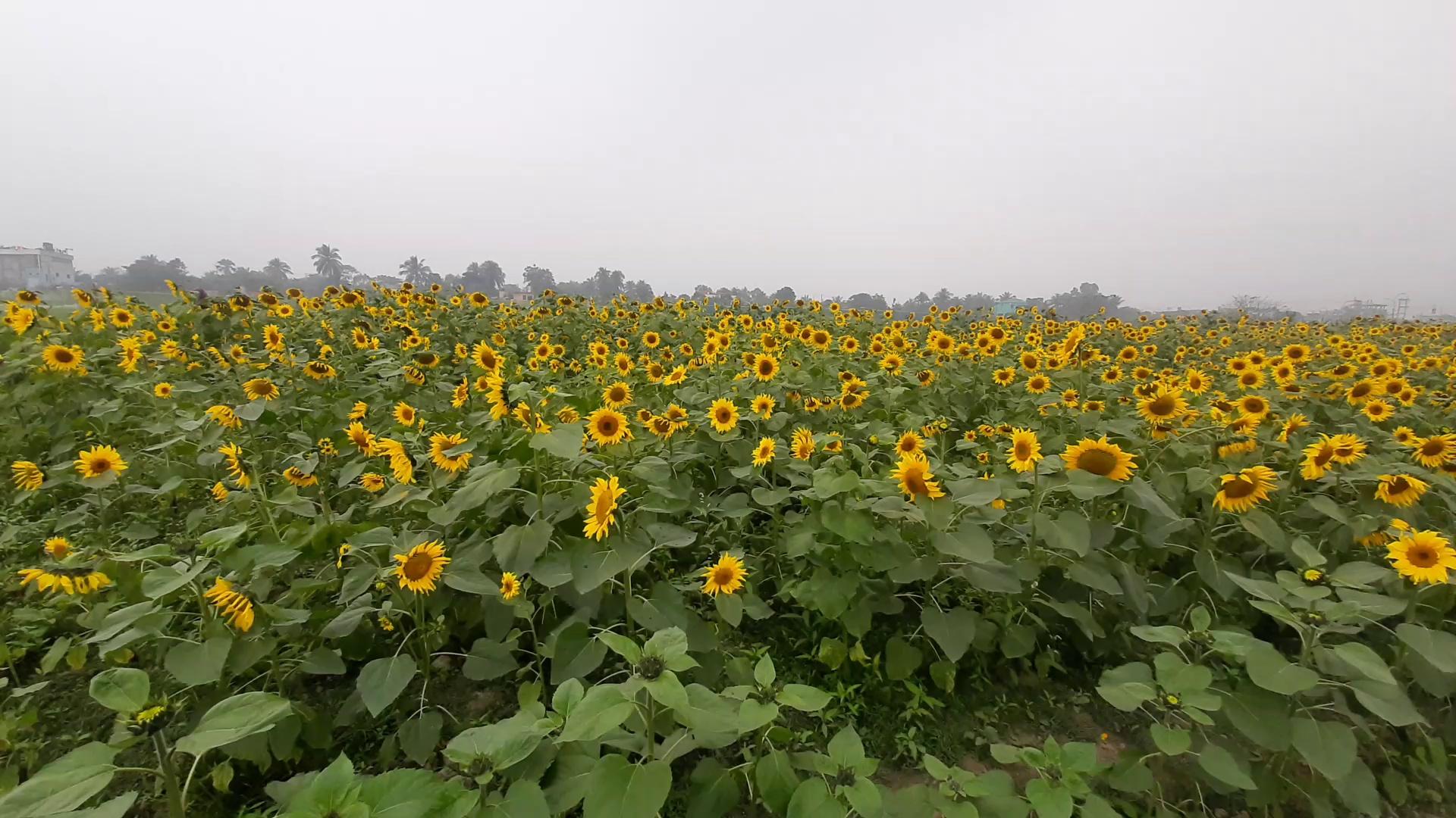 Final Object Detection Dataset By Sunflower Detection