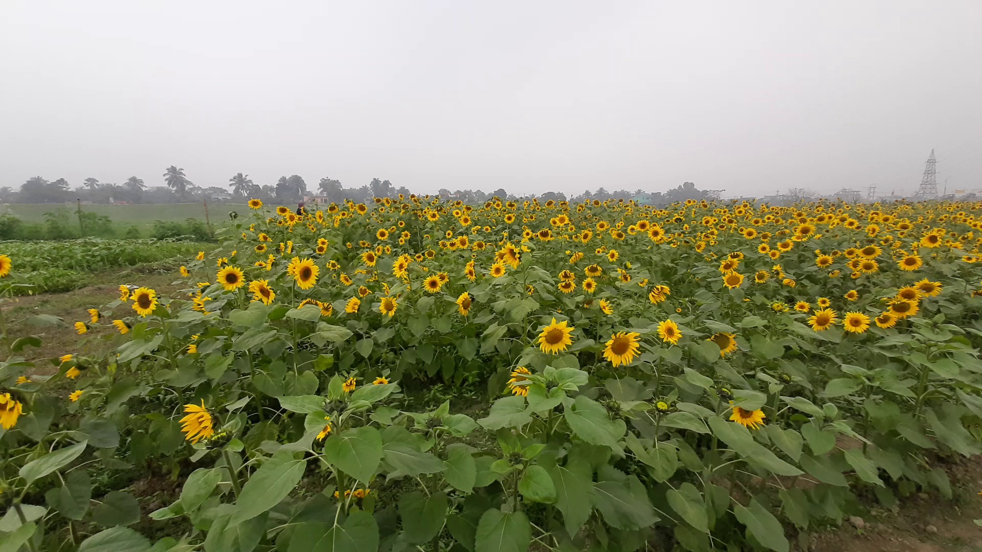 Narsingdi Sunflower Object Detection Dataset By Sunflower Detection