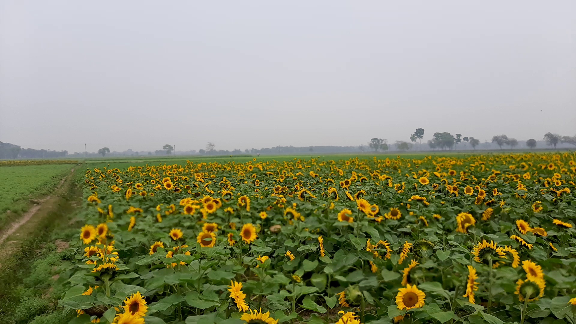 Meherpur Sunflower Object Detection Dataset By Sunflower Detection