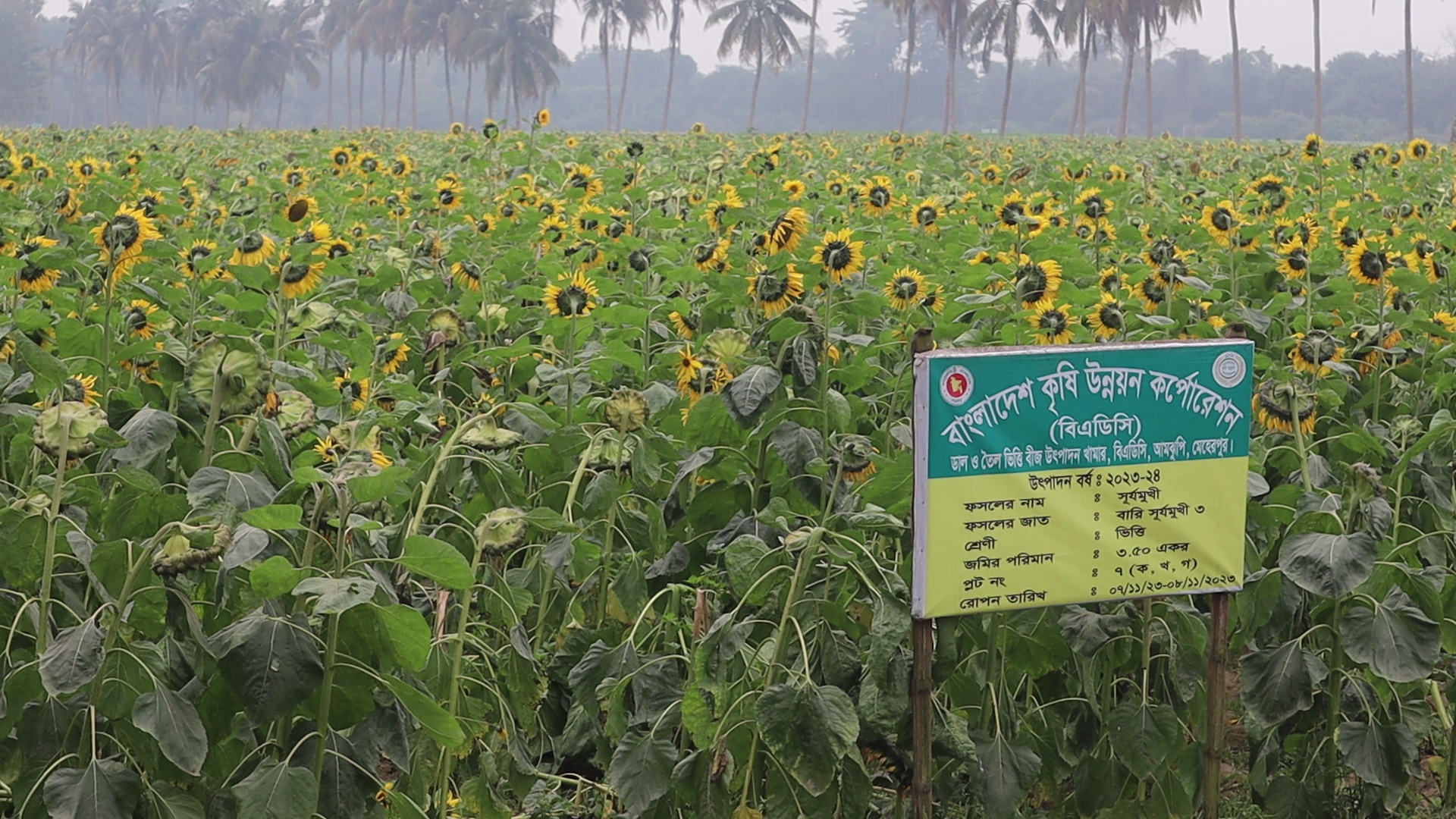 Meherpur Dead Sunflower Object Detection Dataset By Sunflower Detection