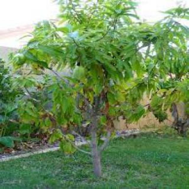 NFTrees Object Detection Model by ViiM