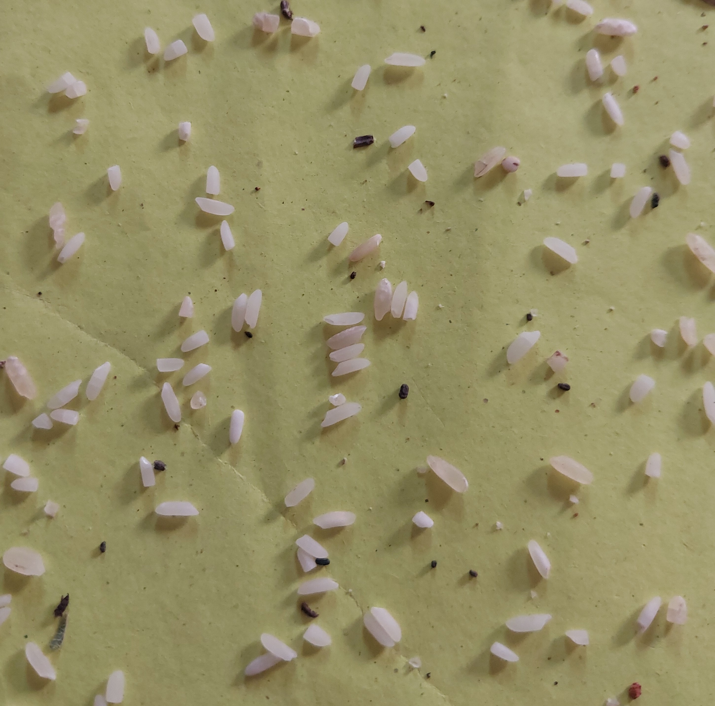 Rice Folder 6 (Veeresh) Object Detection Dataset by x