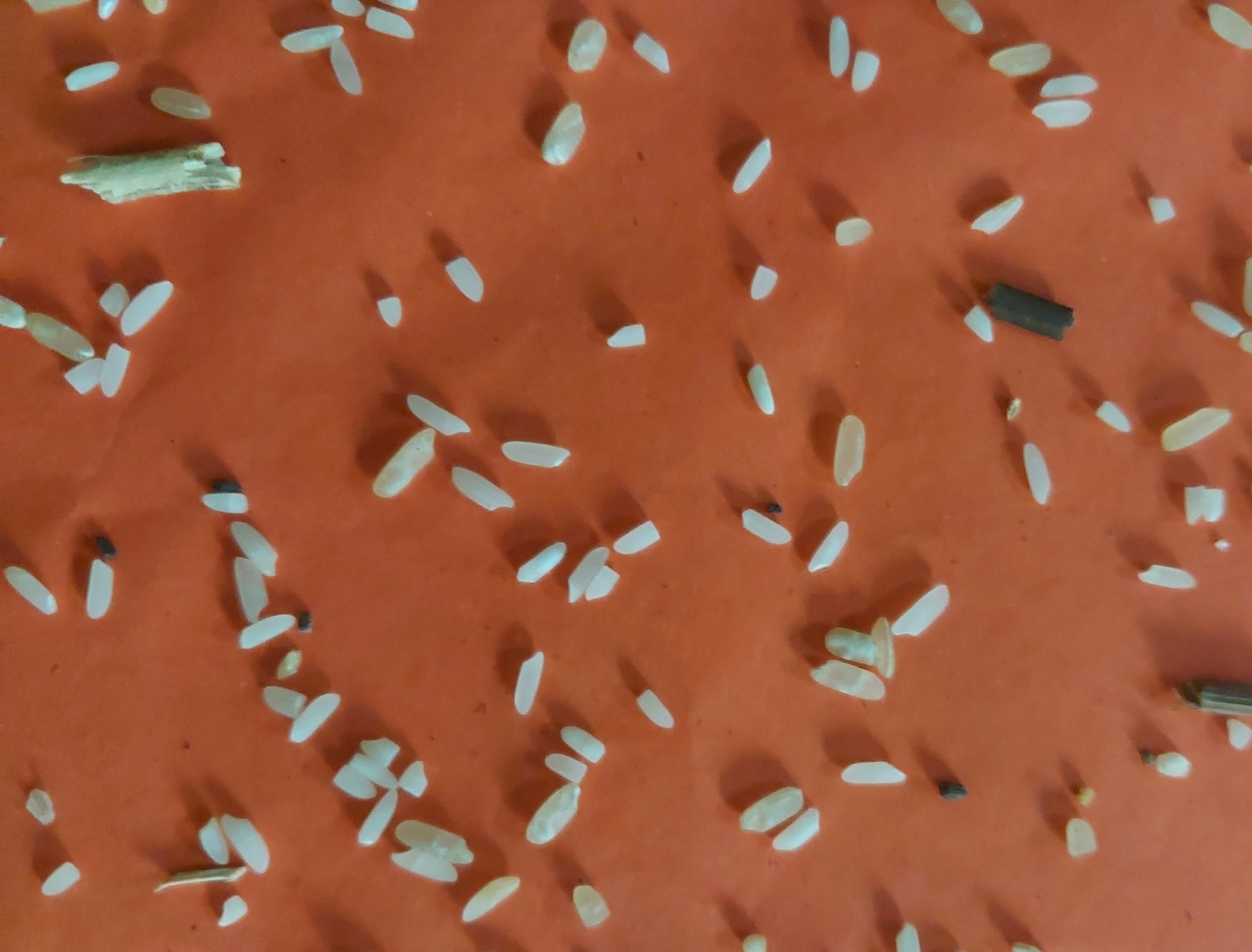 Rice Folder 9 (Venky) Object Detection Dataset by x