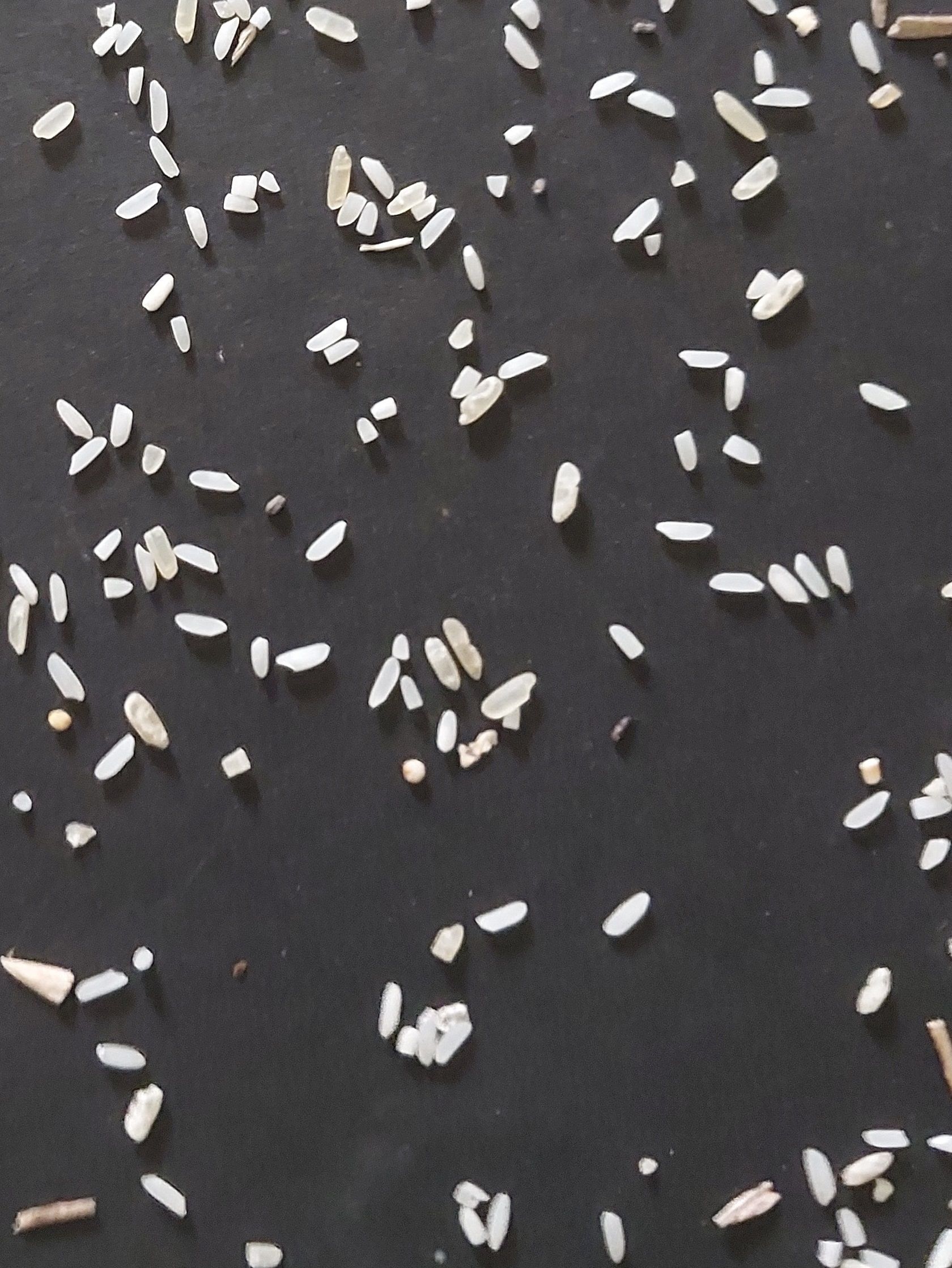 Rice Folder 1 Pavan Object Detection Dataset By X