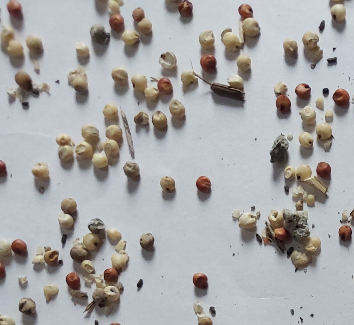 Jowar Folder 2 (Veeresh) Object Detection Dataset by x