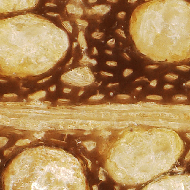 Beech high res Instance Segmentation Dataset and Pre-Trained Model by Louis