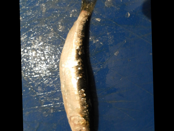 Fish Object Detection Dataset and Pre-Trained Model by East West University