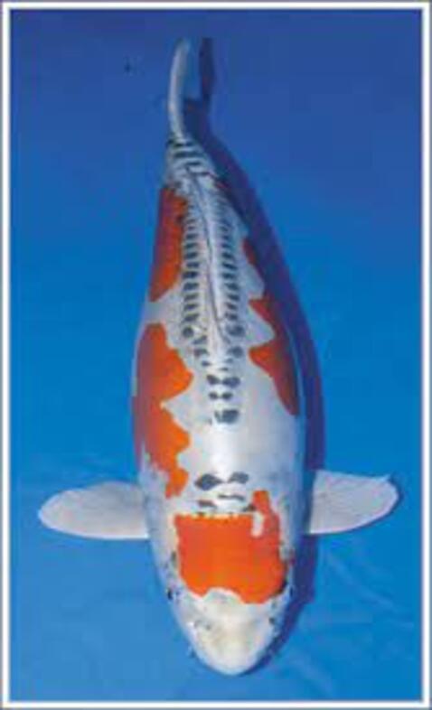 Identifikasi Ikan Koi Object Detection Model By Kakka