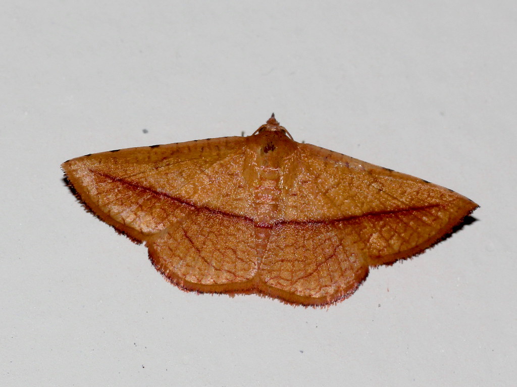 Pest Vision Bounding Box Object Detection Dataset by Pest Vision ...