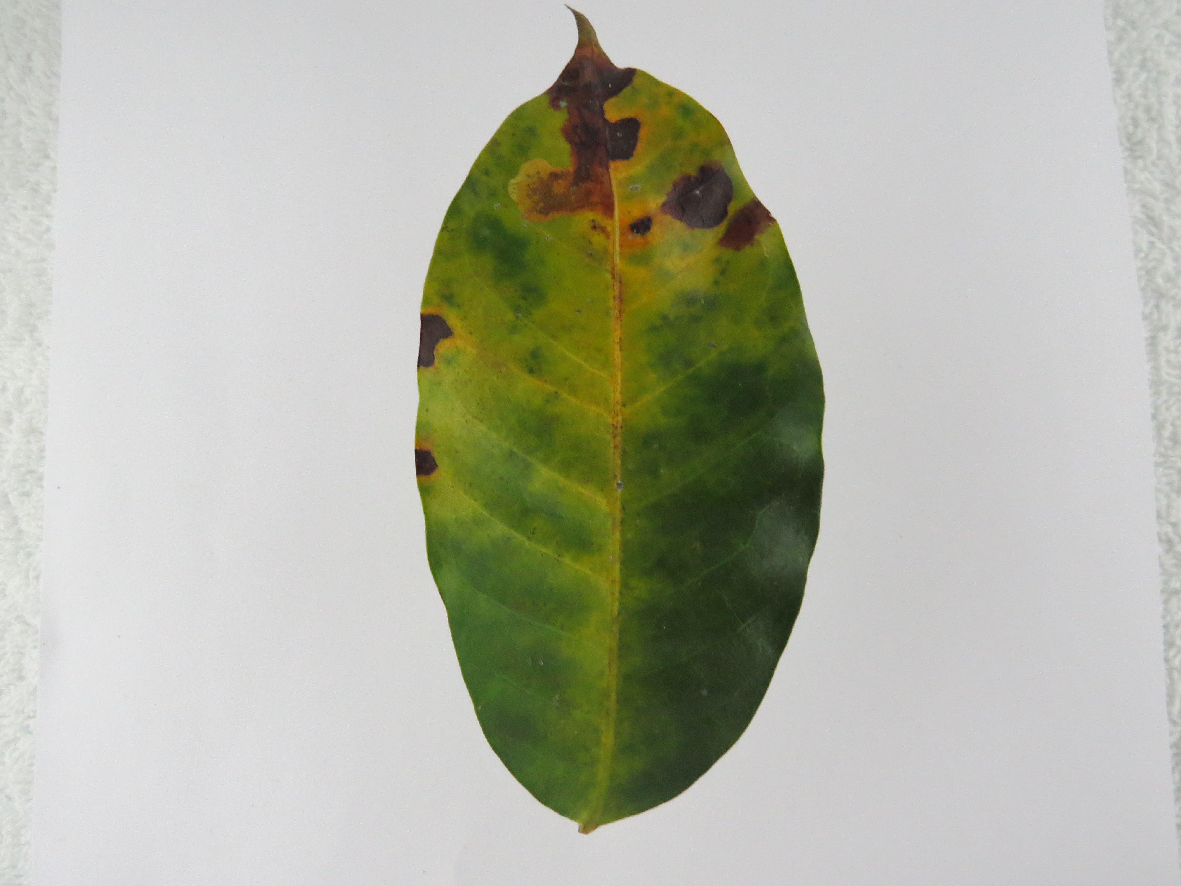 Leaf Deficiency Detection Classification Model by CinoGrow