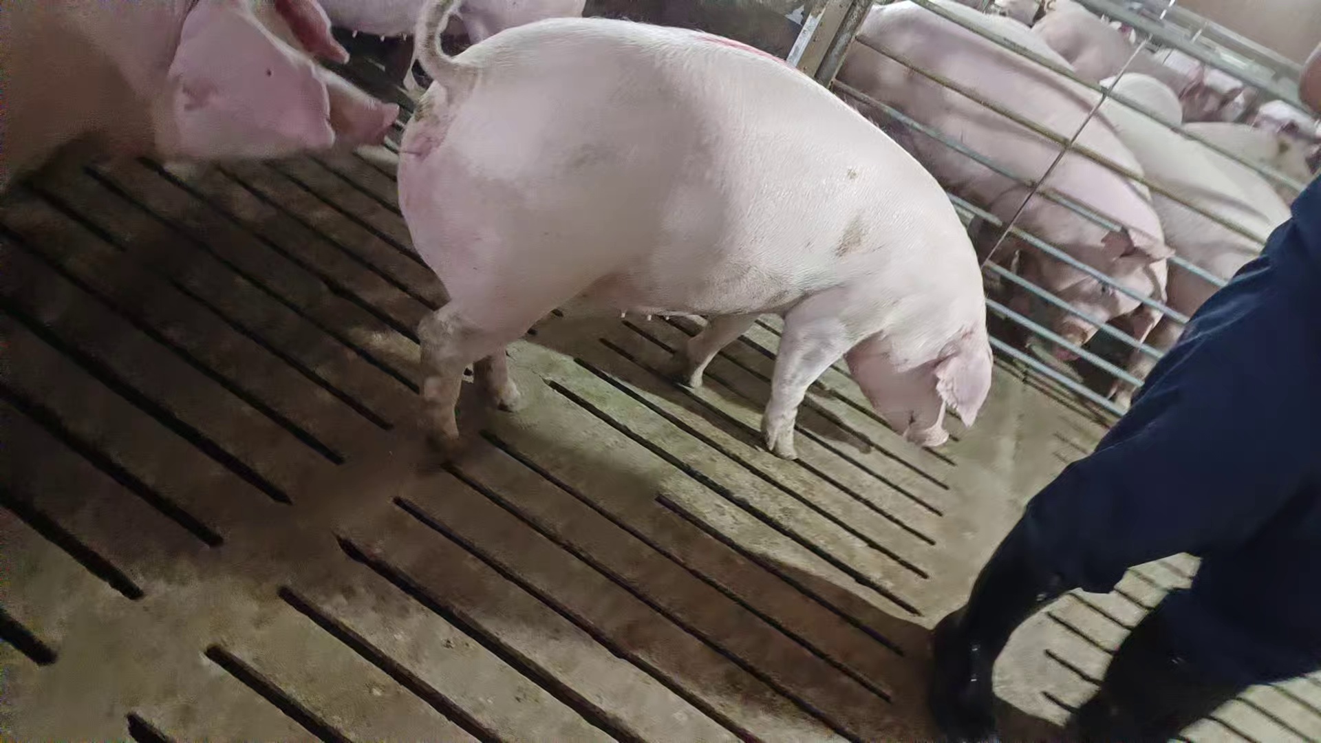 yjy (yjy-yjmgm) - Roboflow Universe