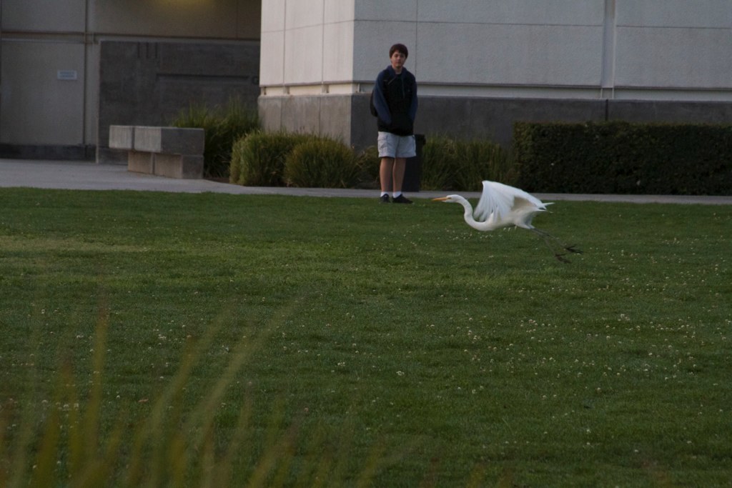 Drone Detection Object Detection Dataset And Pre Trained Model By