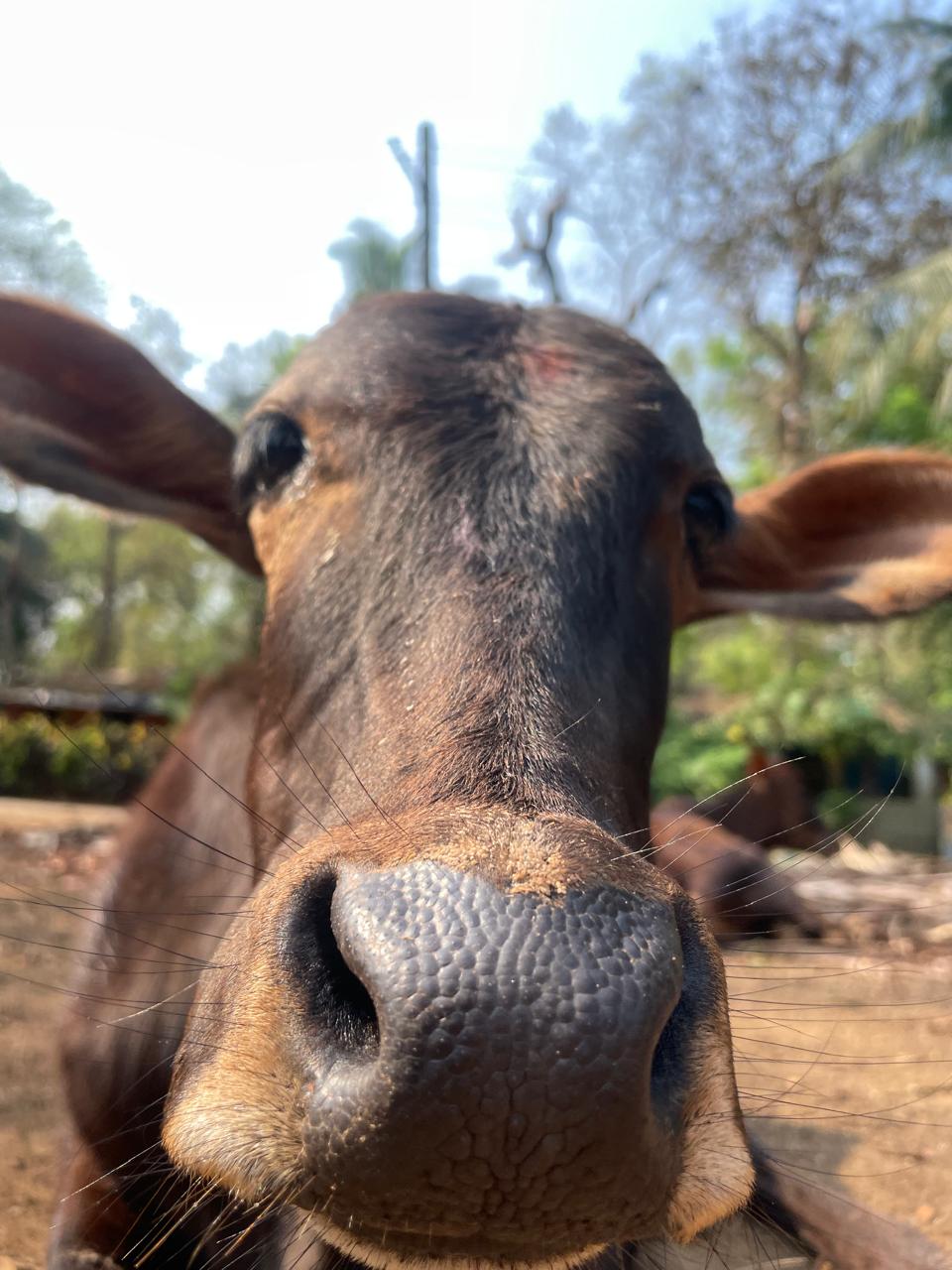 Muzzle Detection & fingerprint Object Detection Dataset by Challengers