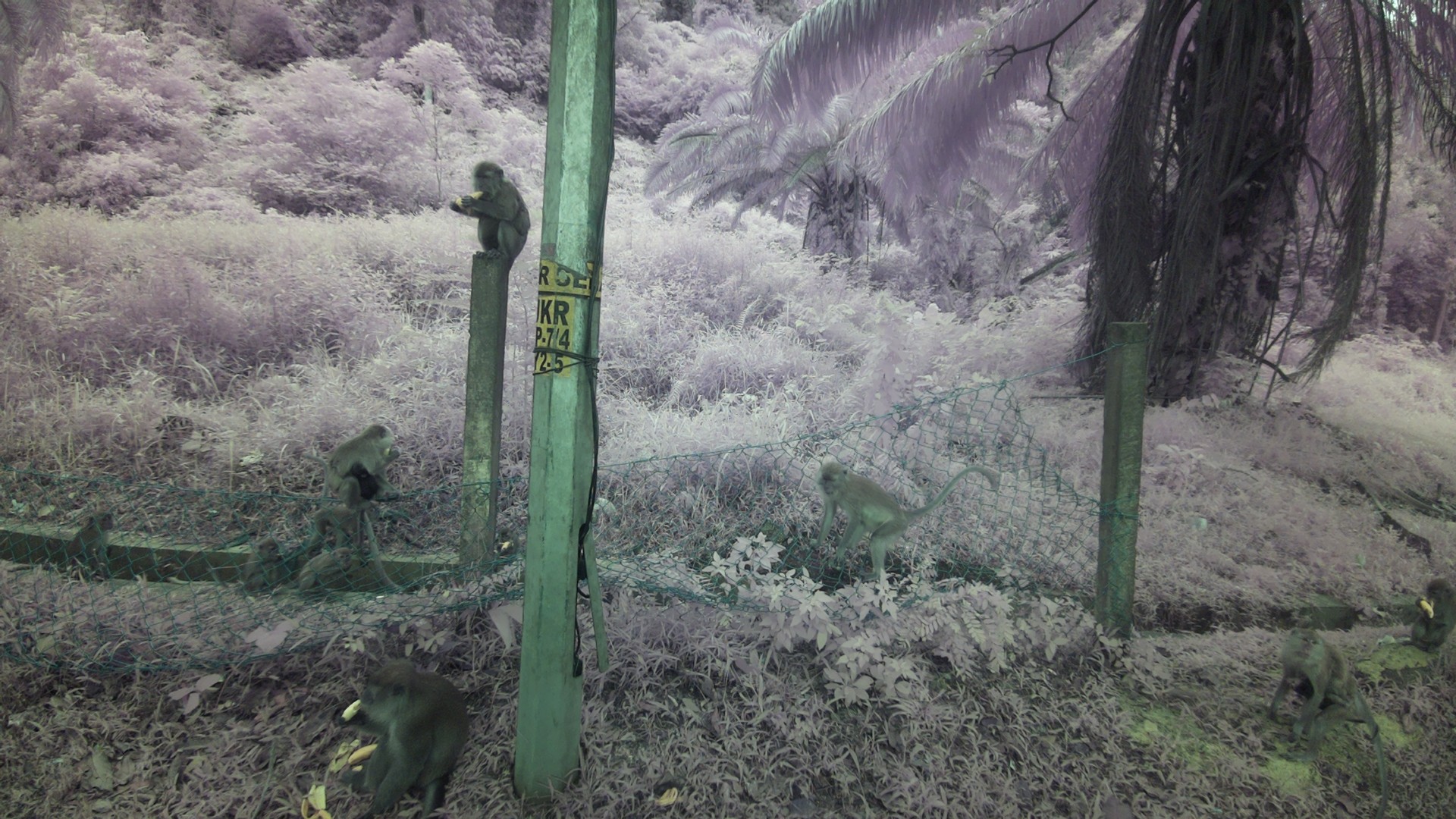 monkey finder Object Detection Dataset and Pre-Trained Model by iqbal