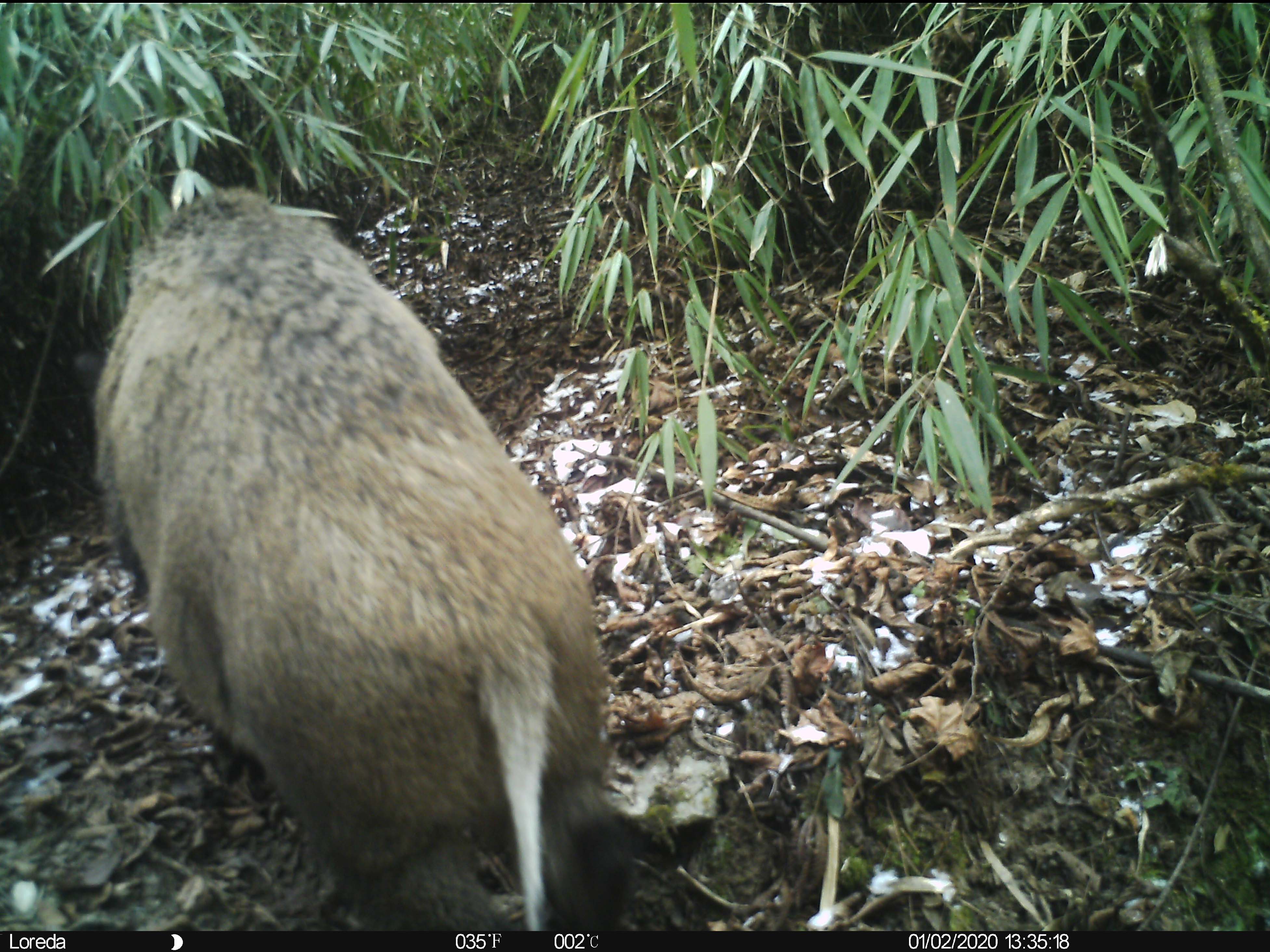 wild boar Object Detection Model by mambayolo