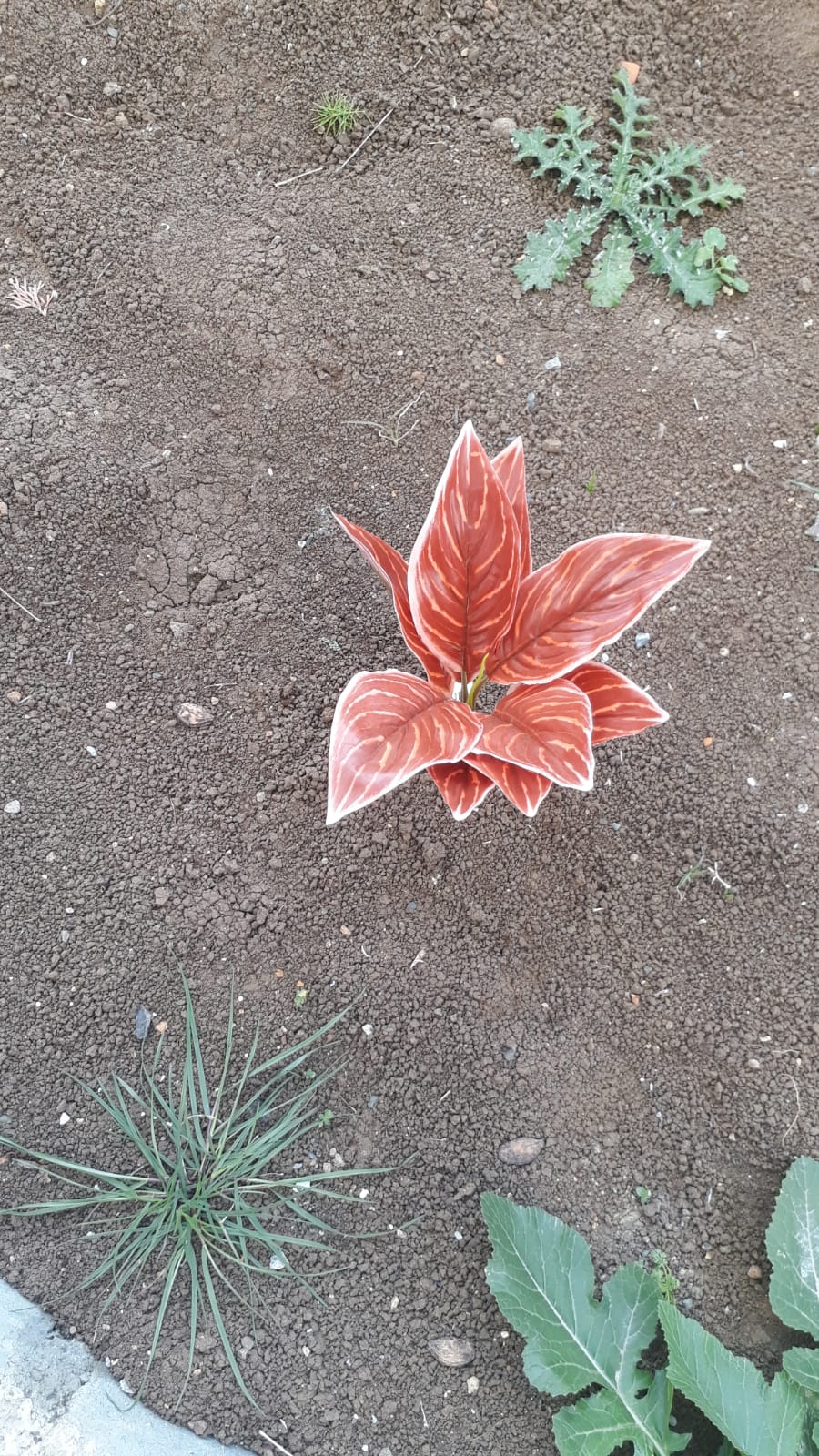 Teknofest Object Detection Dataset By Elas Workspace