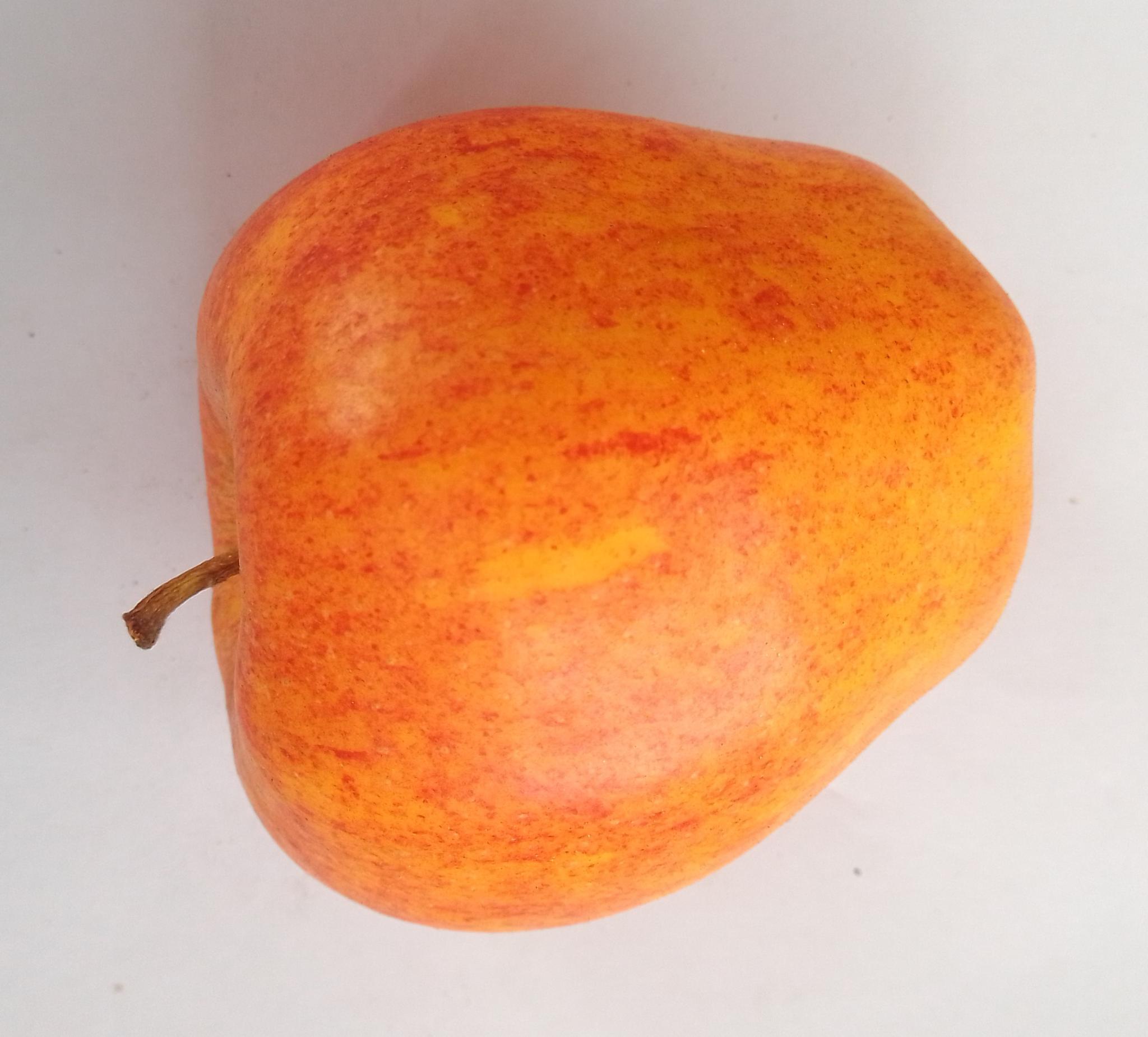 fin_app Instance Segmentation Model by test