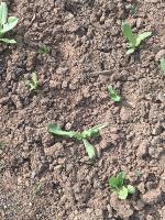 pbl (pbl-6fihs) - Roboflow Universe