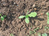 pbl (pbl-6fihs) - Roboflow Universe