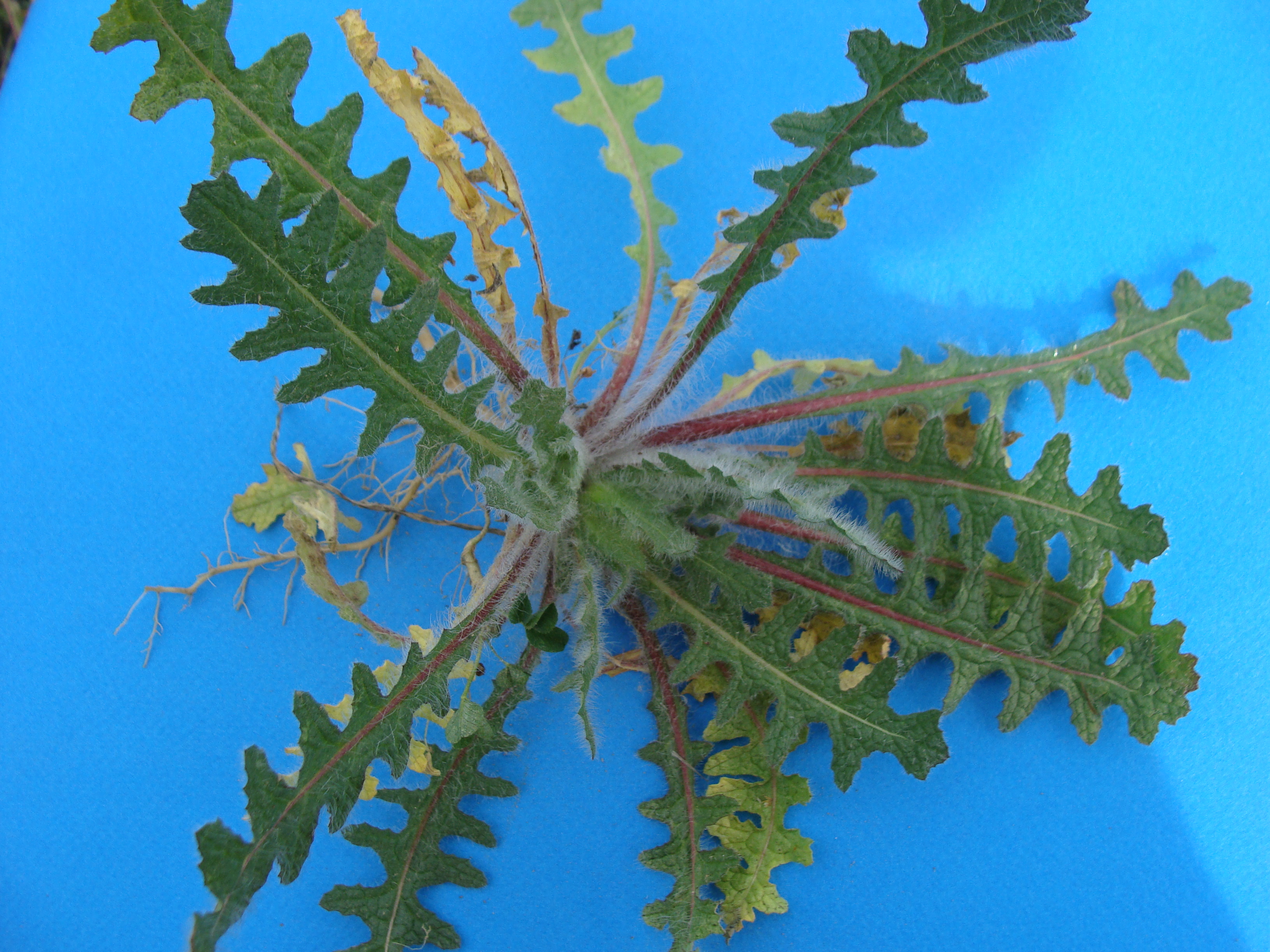 weed_classification Classification Model by University of Beira Interior