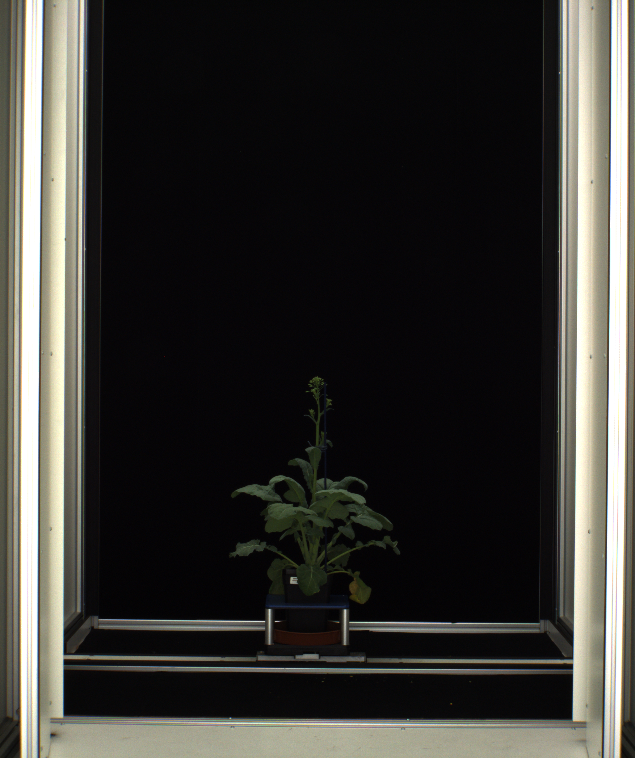 flower target detection Object Detection Model by plants